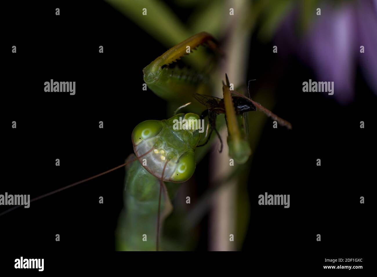 Extreme macro, a green praying mantis is eating alive a fly Stock Photo ...