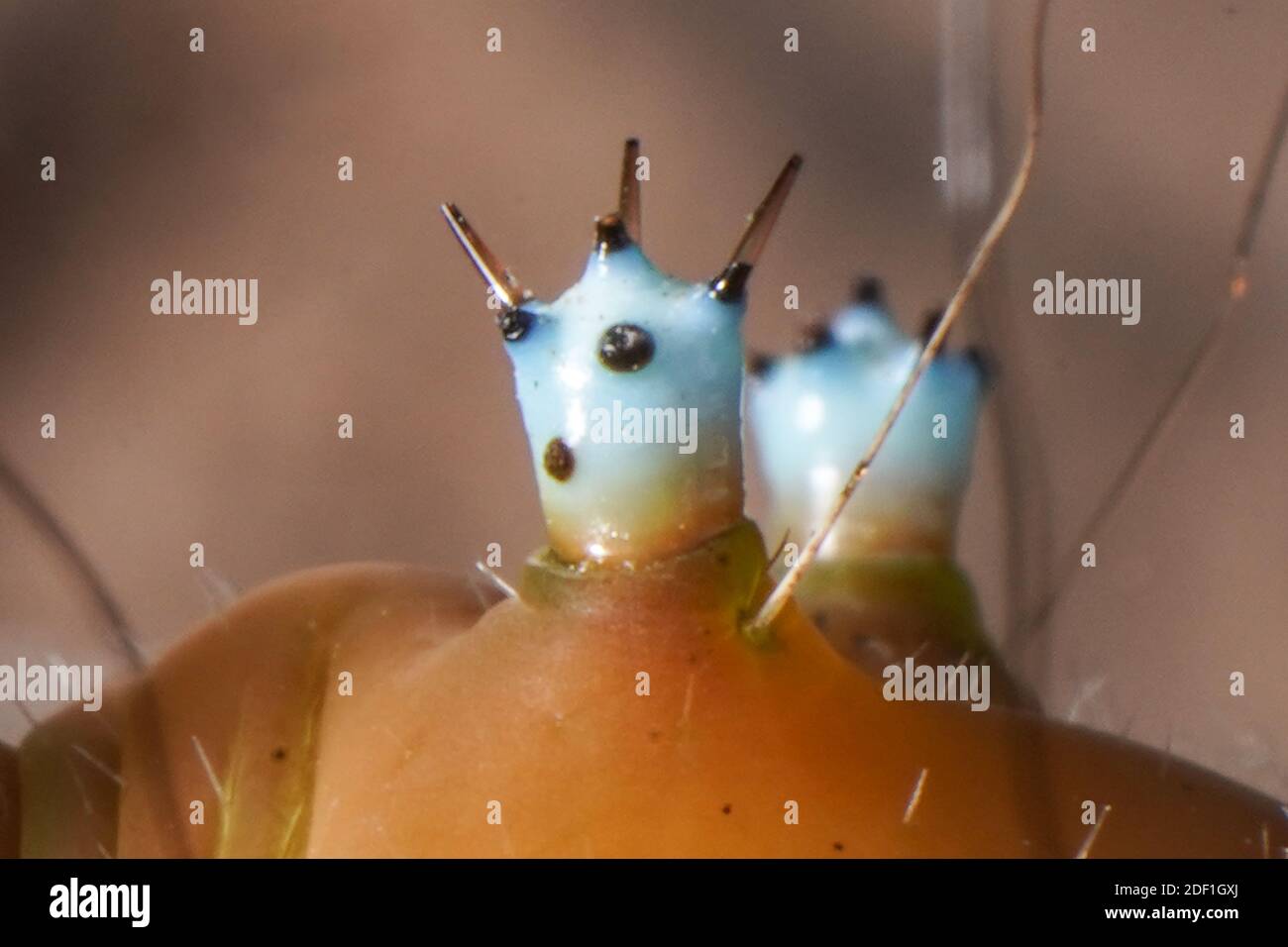 Giant peacock moth caterpillar macro body Stock Photo - Alamy