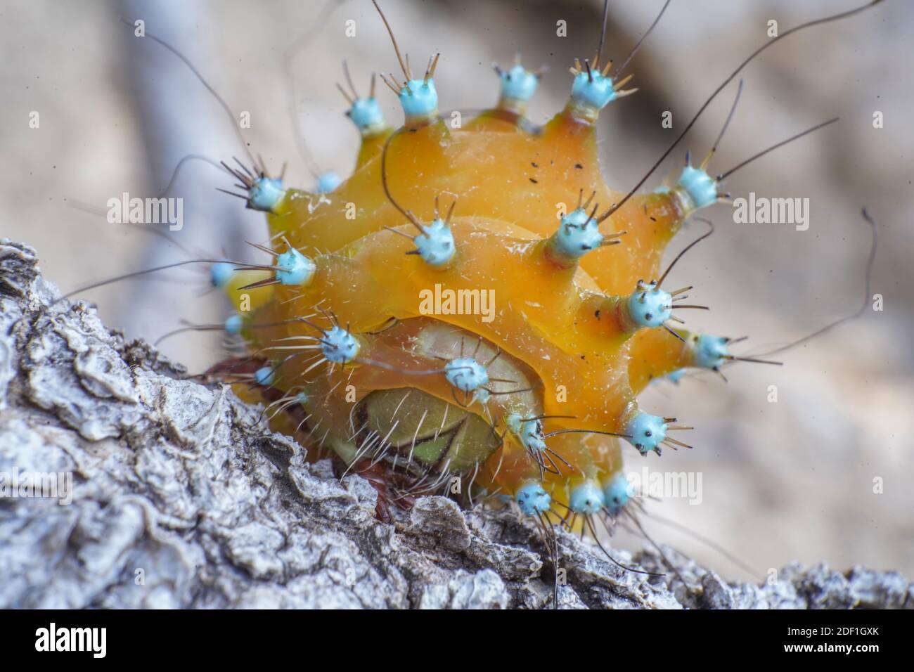 Giant peacock moth caterpillar macro body Stock Photo - Alamy