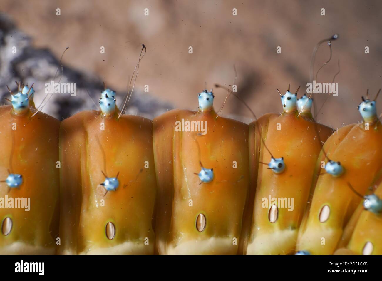 Giant peacock moth caterpillar macro body Stock Photo - Alamy