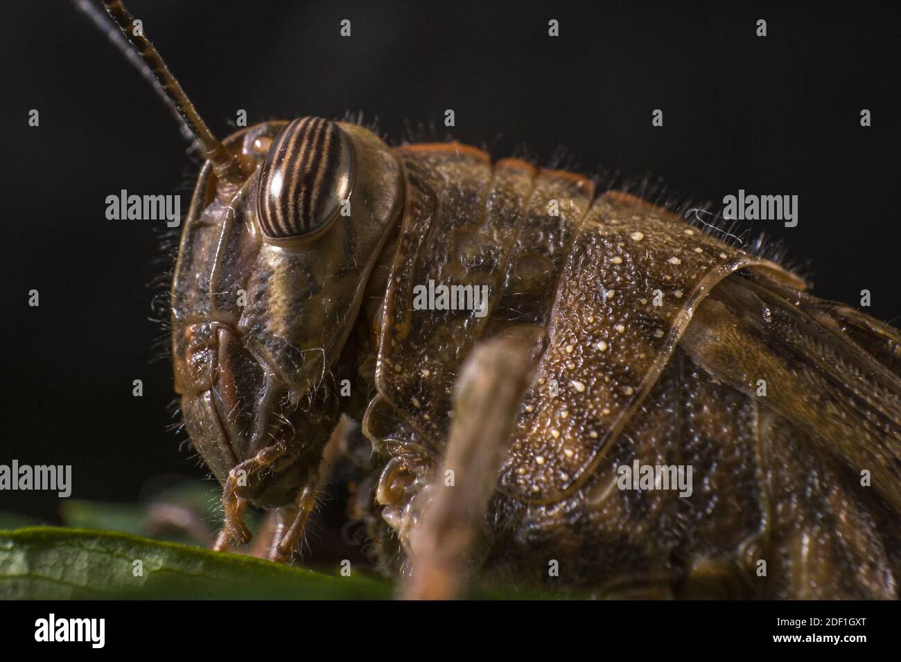 Grasshopper exoskeleton hi-res stock photography and images - Alamy Grasshopper exoskeleton hi-res stock photography and images - Alamy