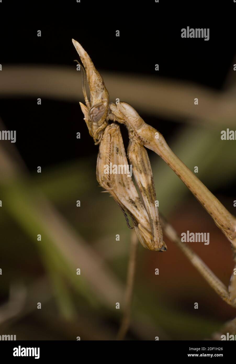 Empusa conehead prayng mantis use mimicry to hide within vegetation ...