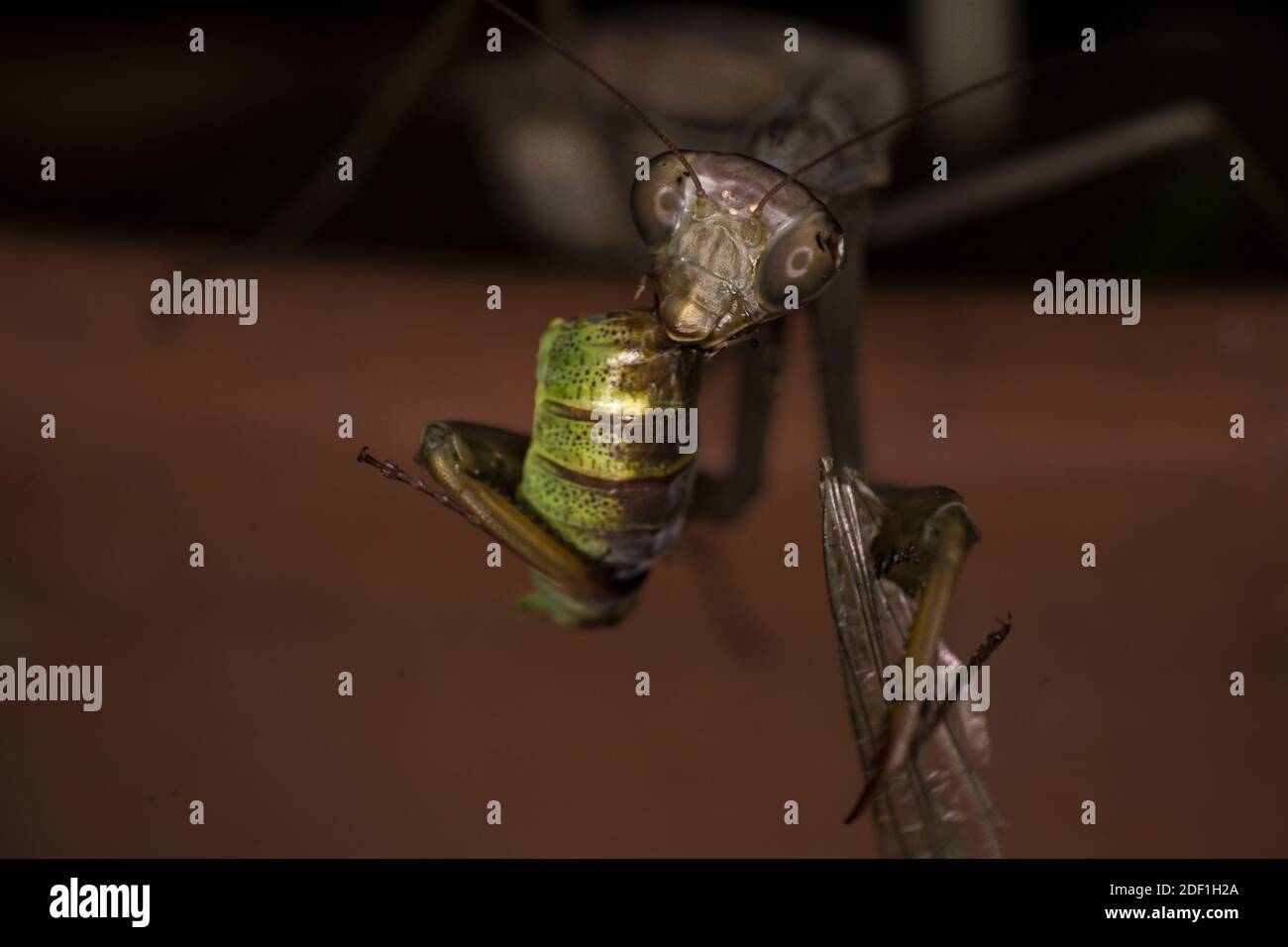 Extreme macro, praying mantis eating a grasshopper, black background ...