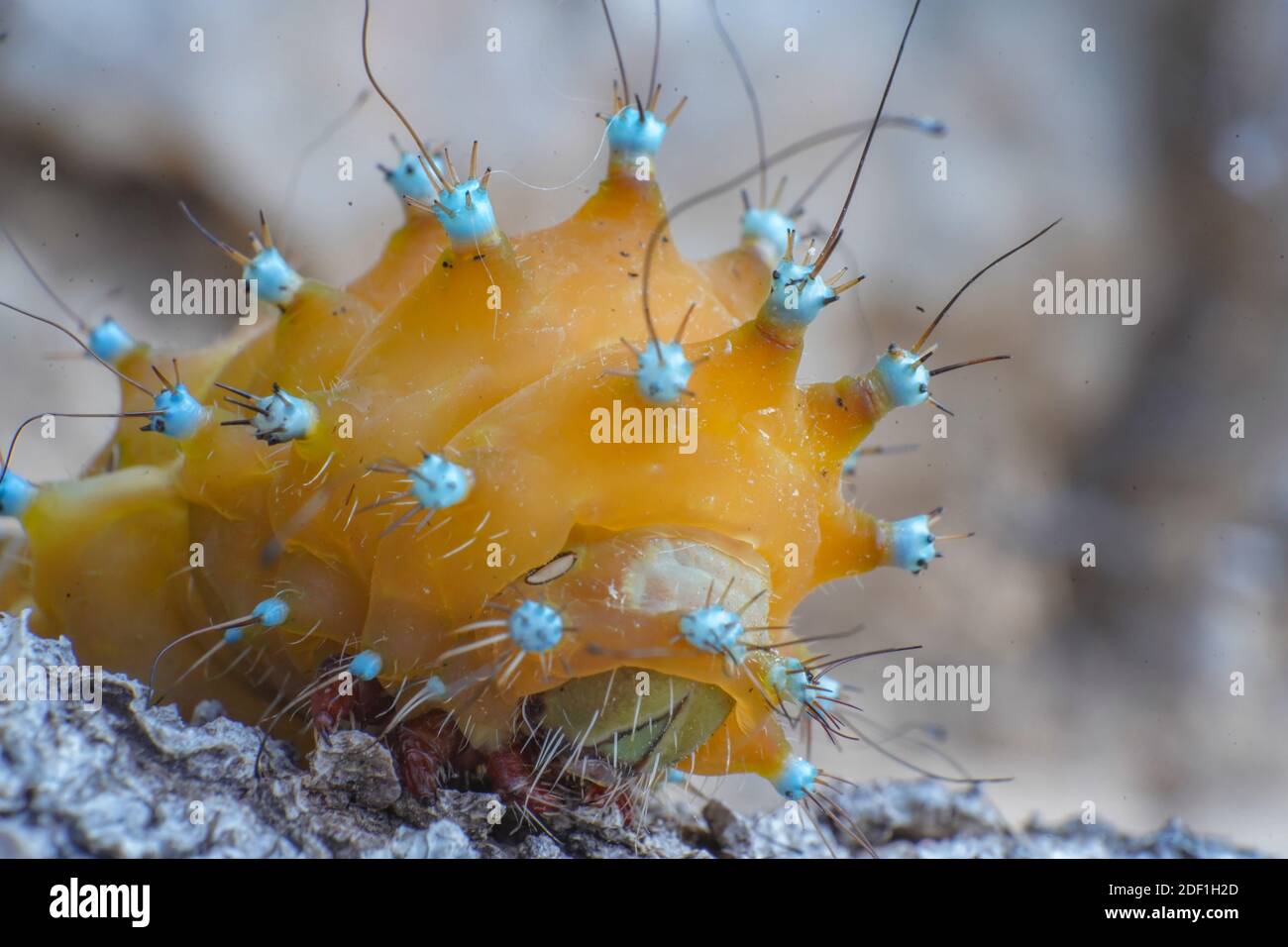 Giant peacock moth caterpillar macro body Stock Photo - Alamy