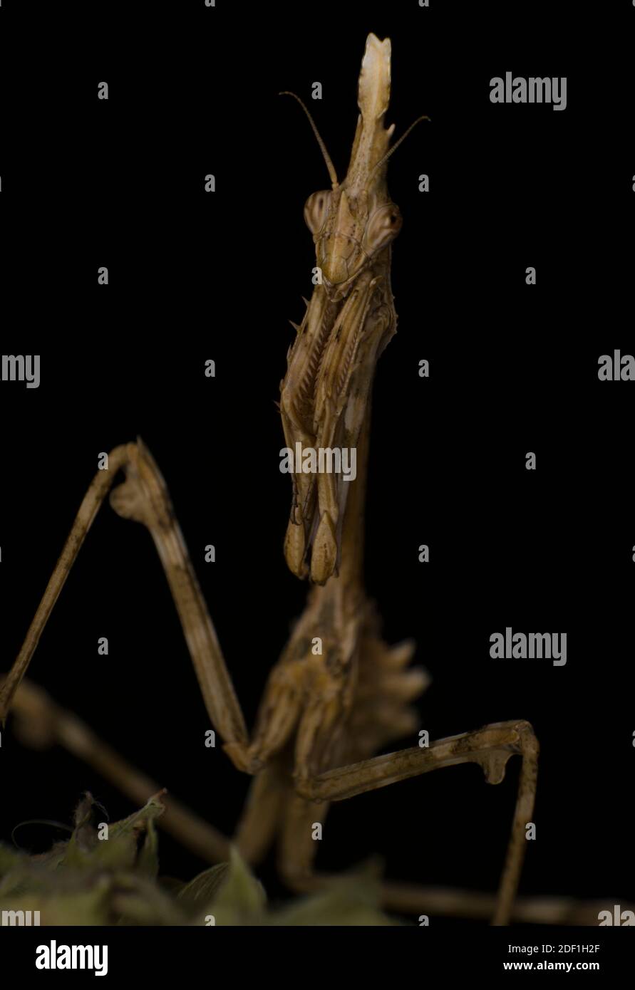 Macro empusa photography, mantis mimicry on vegetation wait for a prey ...