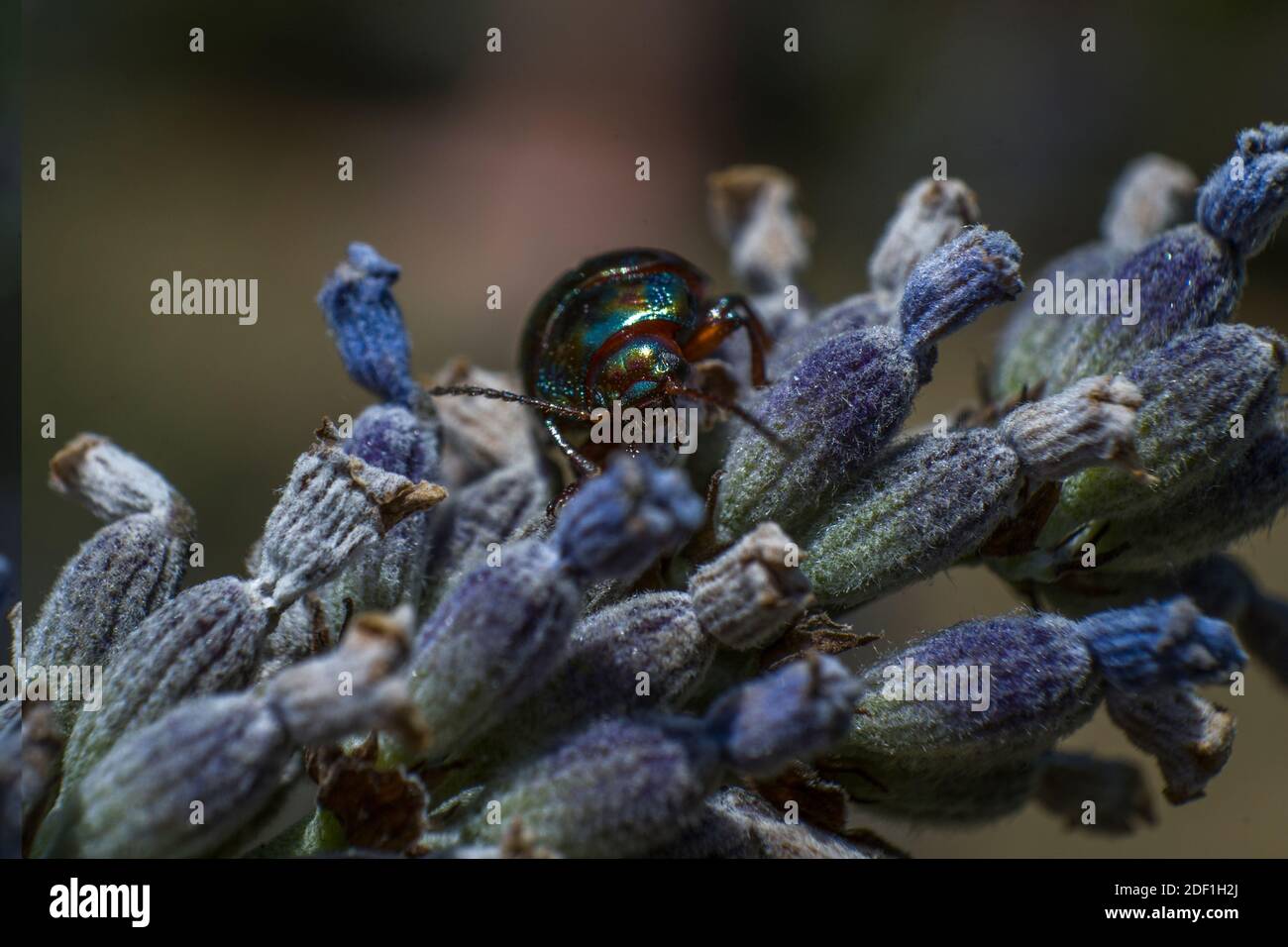 jewel bugs metallic shield bugs Stock Photo - Alamy