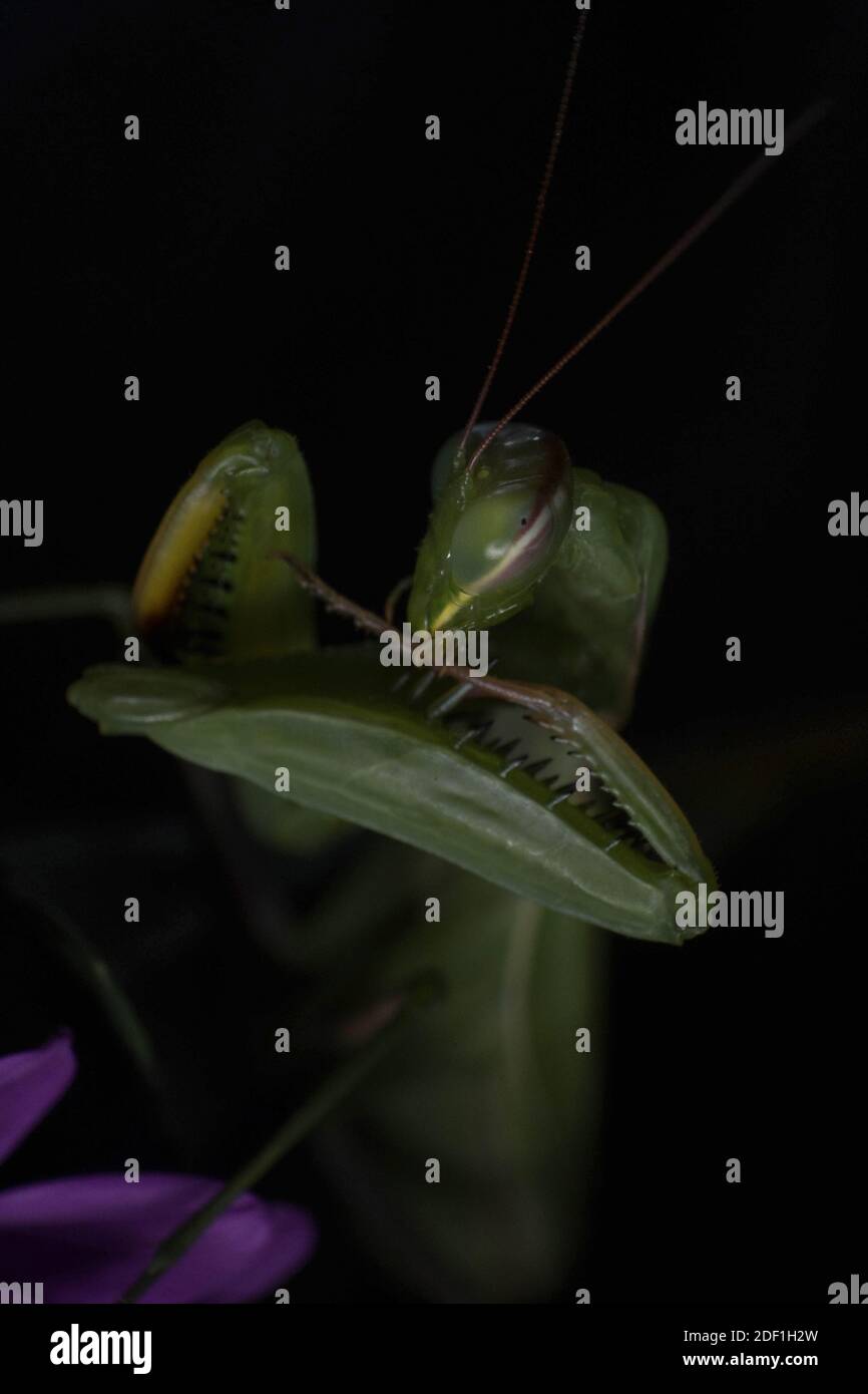 Extreme macro praying mantis cleaning her raptorial leg tibial spine ...