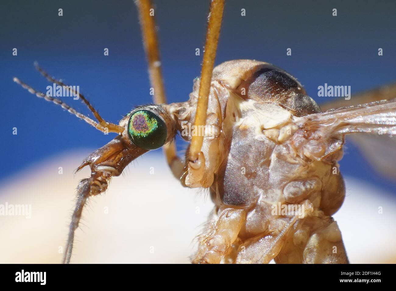 crane flies insect macro close up Stock Photo - Alamy