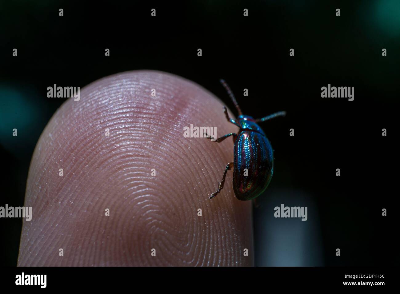Texture on finger bug insect Stock Photo - Alamy