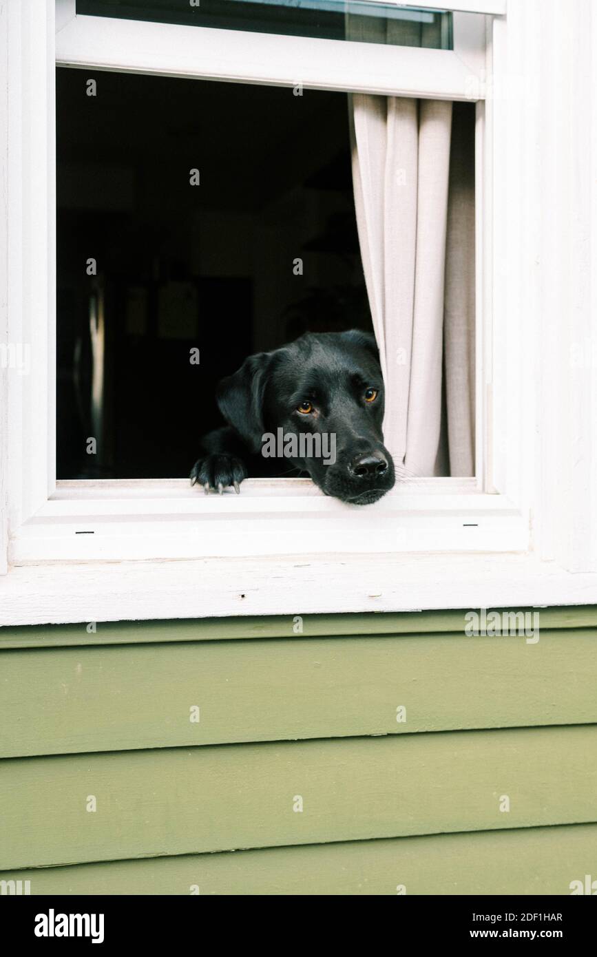 Labrador retriever looking out window High Resolution Stock Photography ...