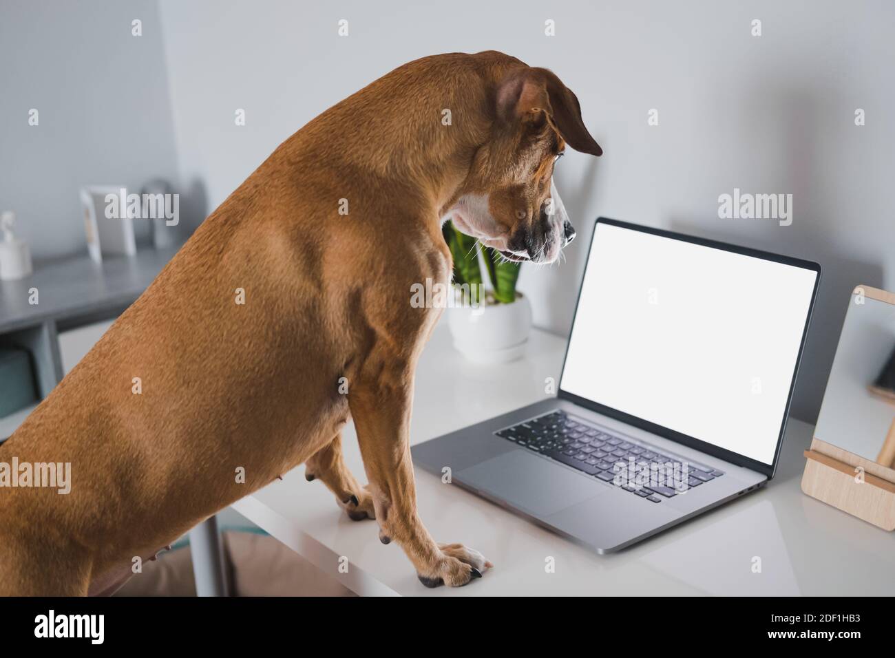 Dog looks at laptop screen at home desk, white screen. working from ...