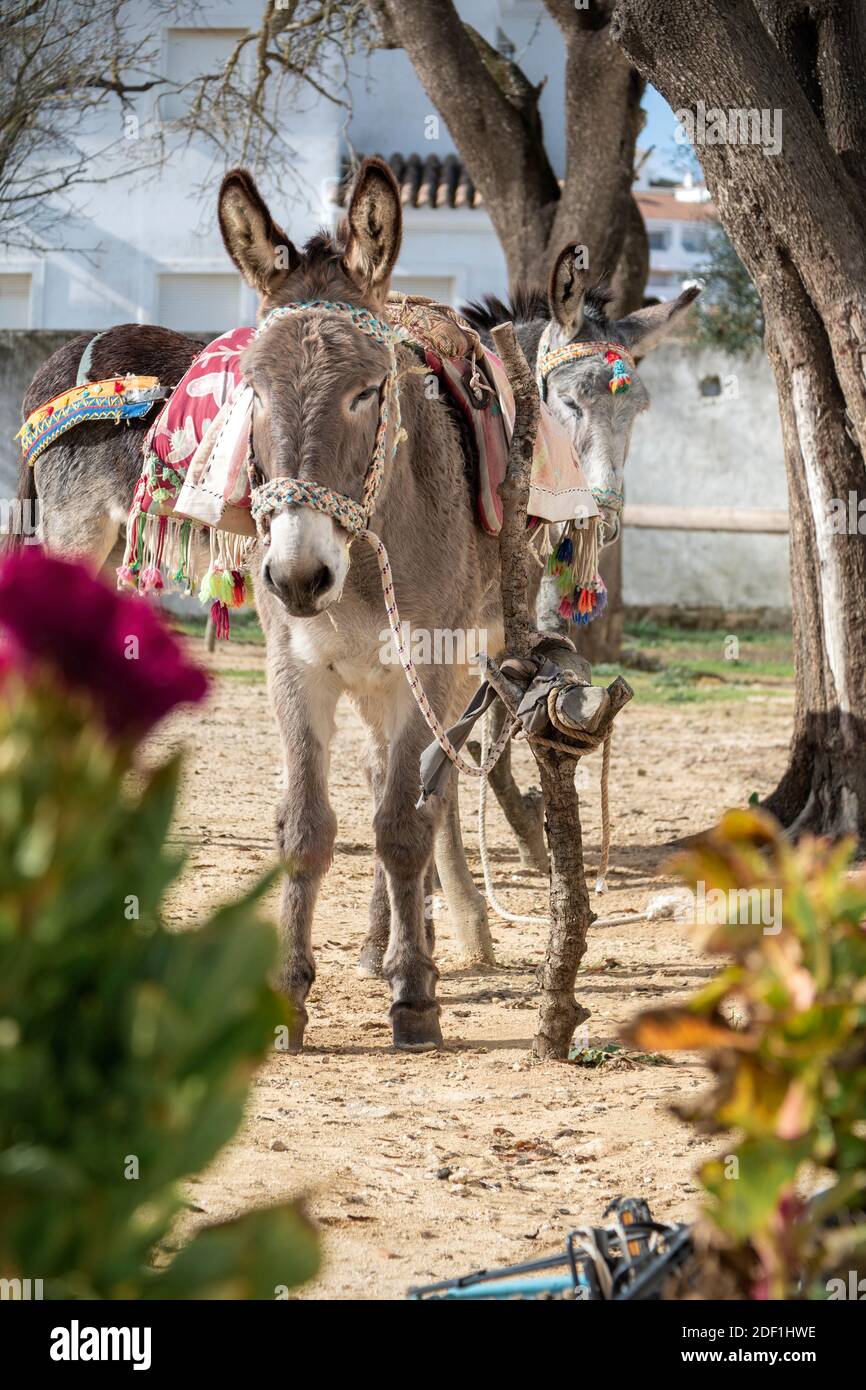 Donkeys serving as a tourist attraction in a town in Andalusia, Spain ...