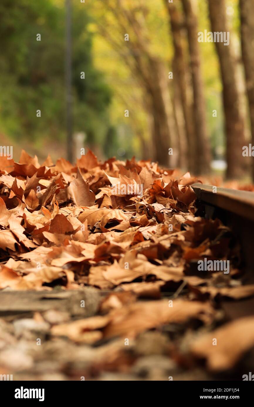 Fallen tree train hi-res stock photography and images - Alamy