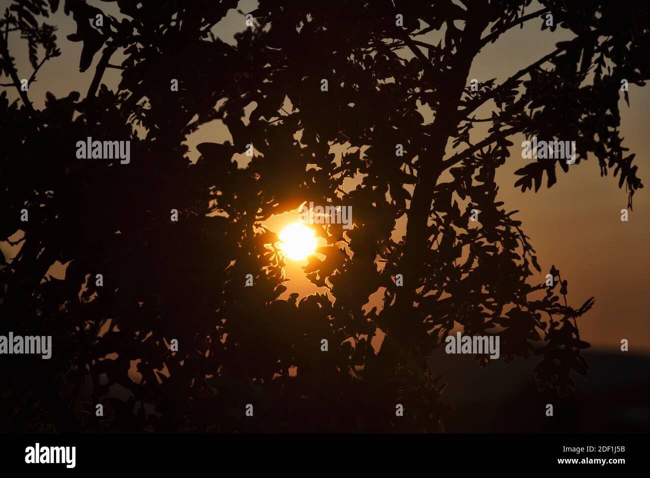 Beautiful view sun between branches hi-res stock photography and images ...
