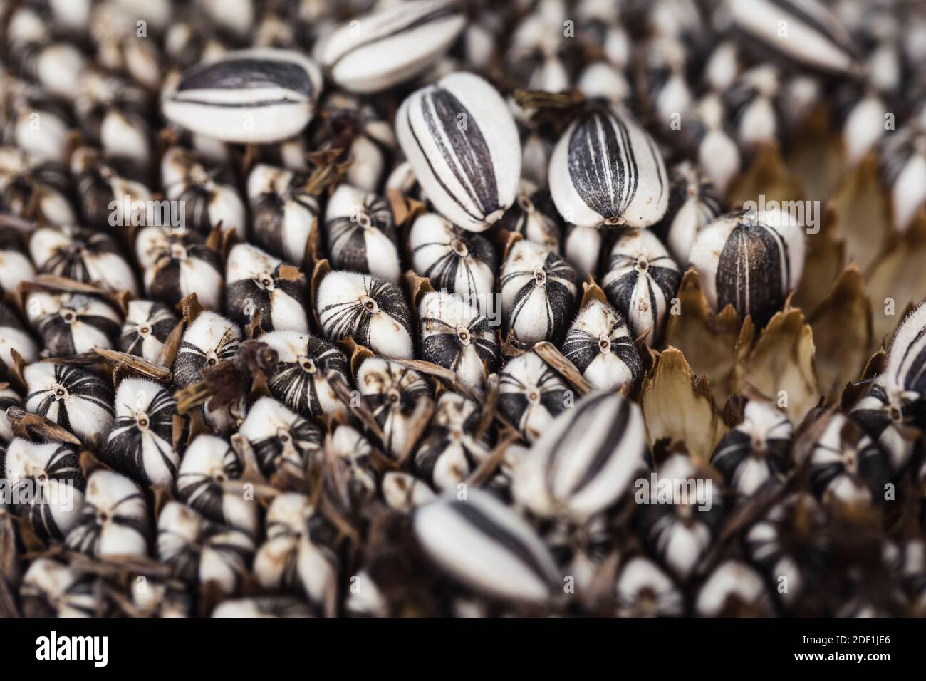 Flower still attached hi-res stock photography and images - Alamy