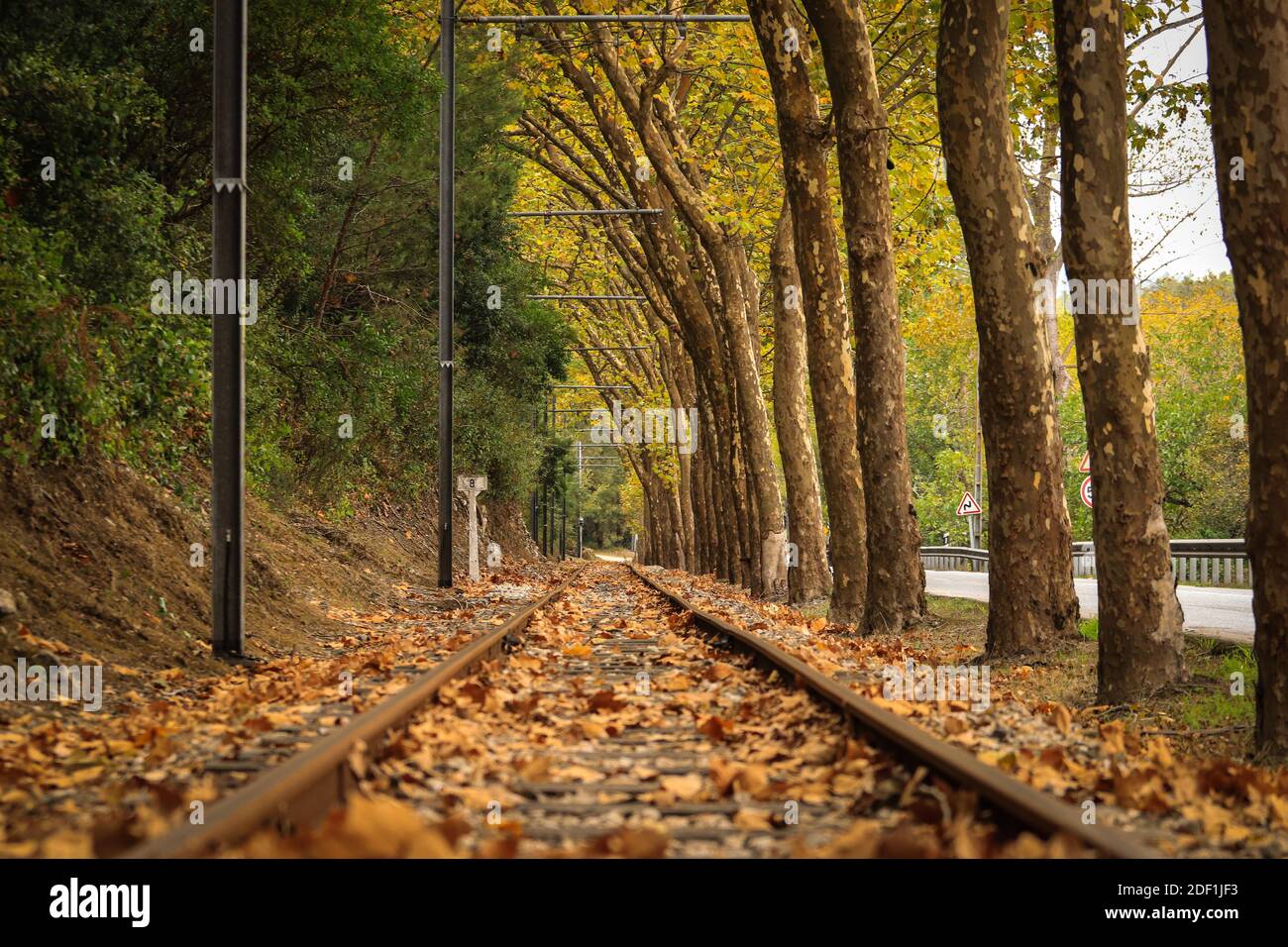 Fallen tree train hi-res stock photography and images - Alamy