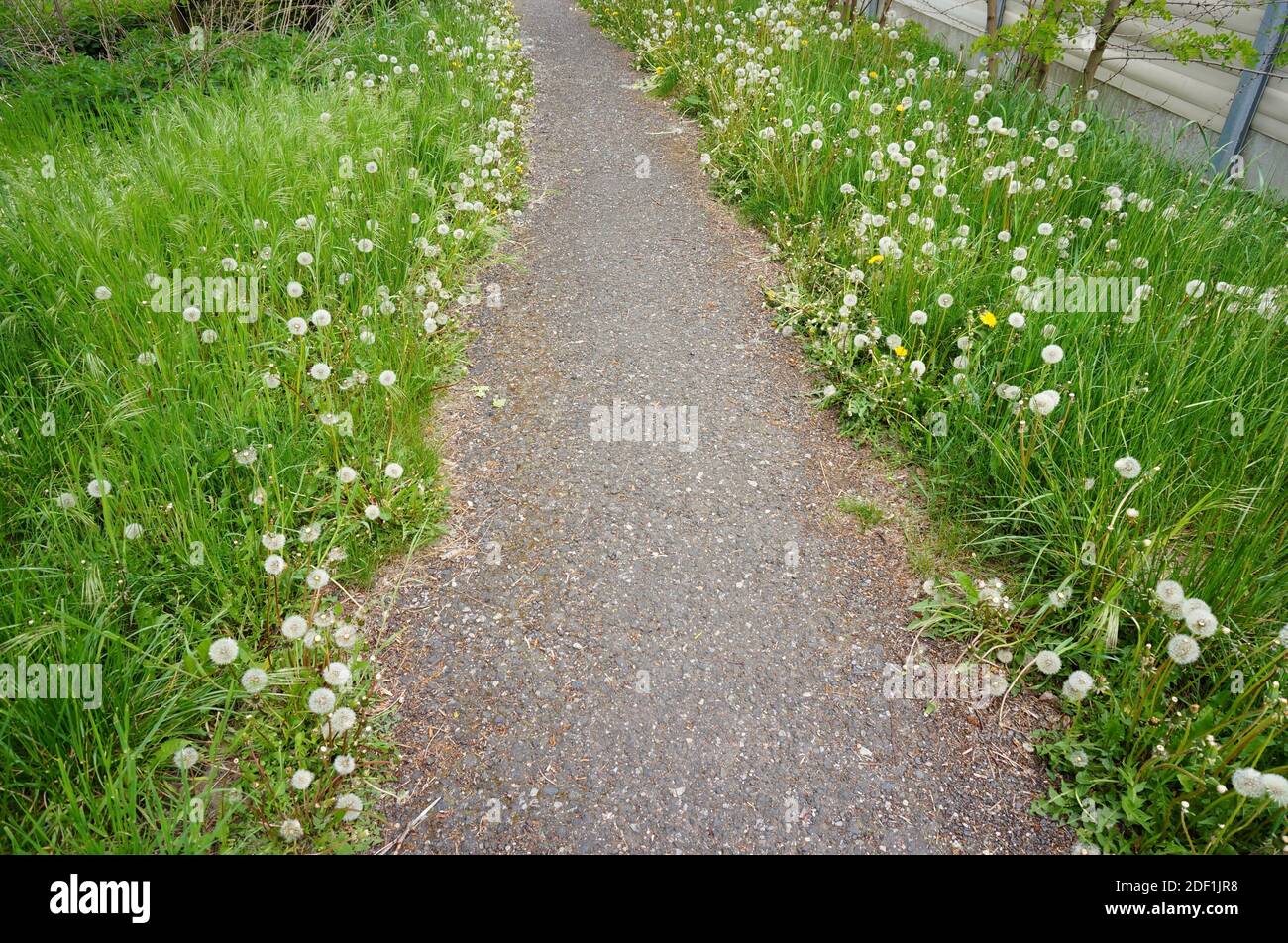 A high angle shot of a concrete pathway with dandelion flowers on the ...