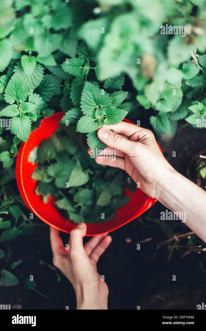 Woman mint herb tea hi-res stock photography and images - Alamy