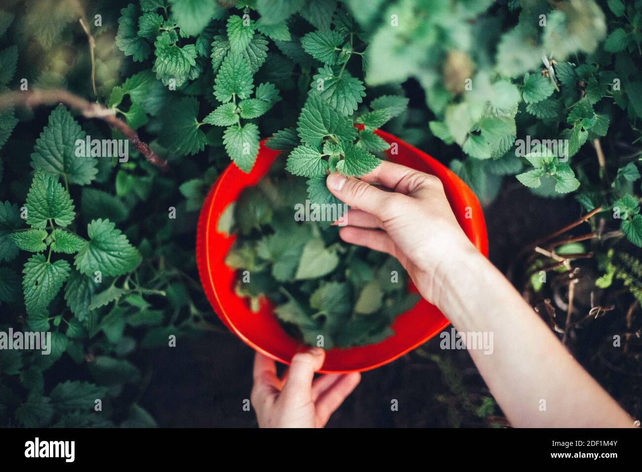 Woman mint herb tea hi-res stock photography and images - Alamy