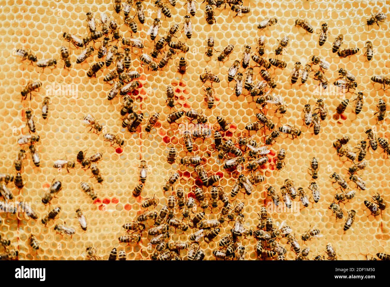 Frames of a bee hive. Beekeeper harvesting honey. The bee smoker is ...
