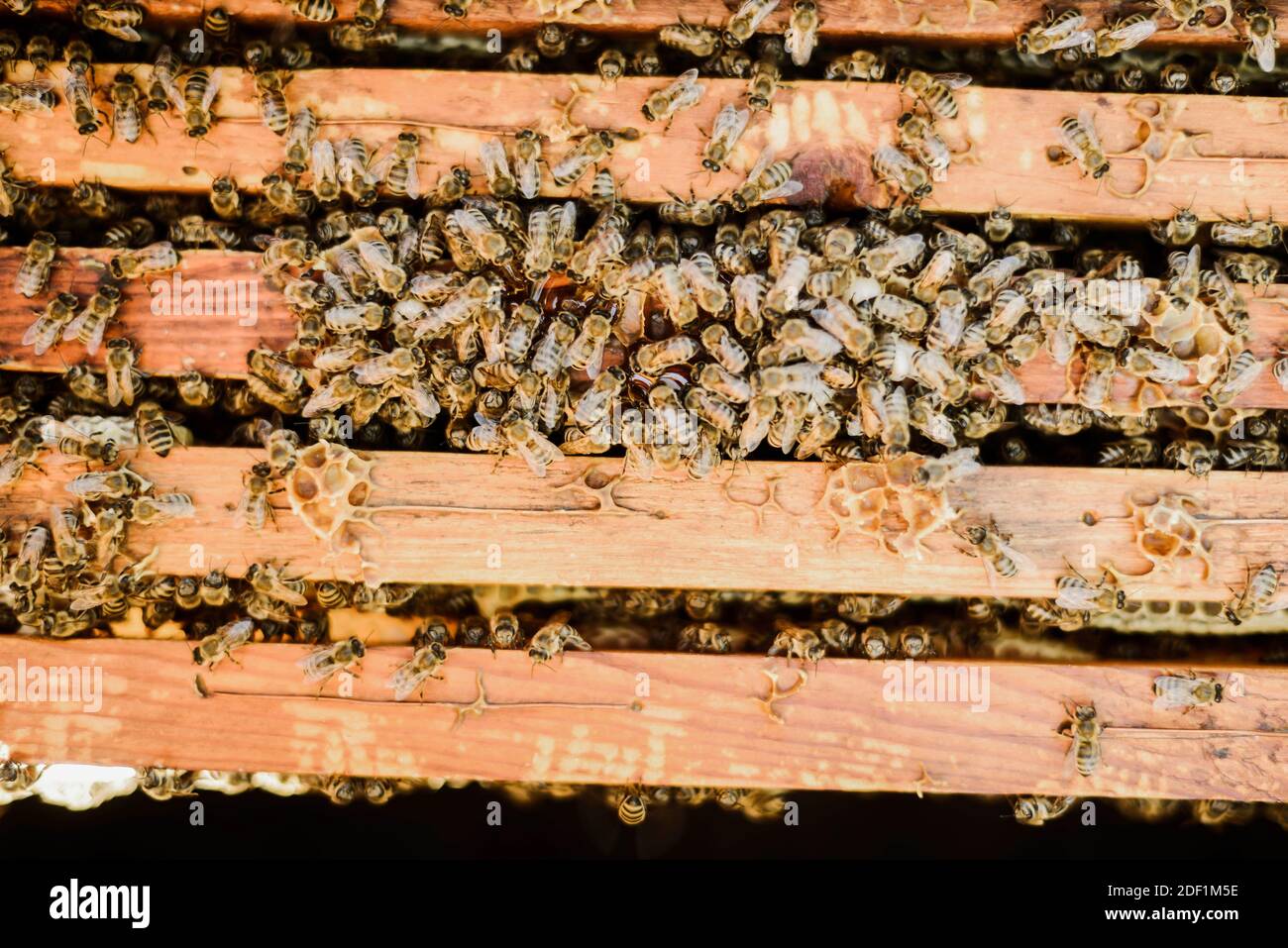 Frames of a bee hive. Beekeeper harvesting honey. The bee smoker is ...