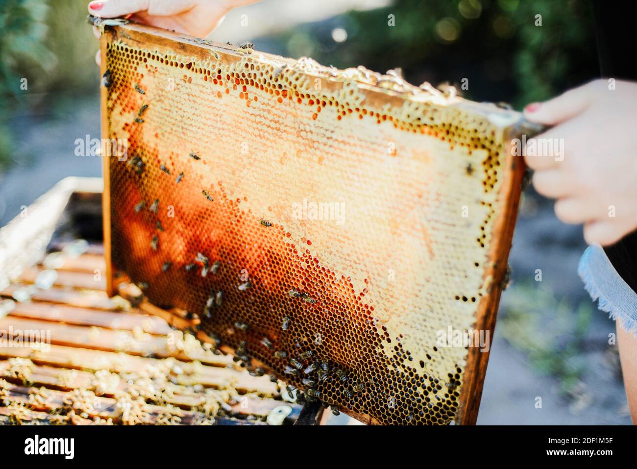 Frames of a bee hive. Beekeeper harvesting honey. The bee smoker is ...