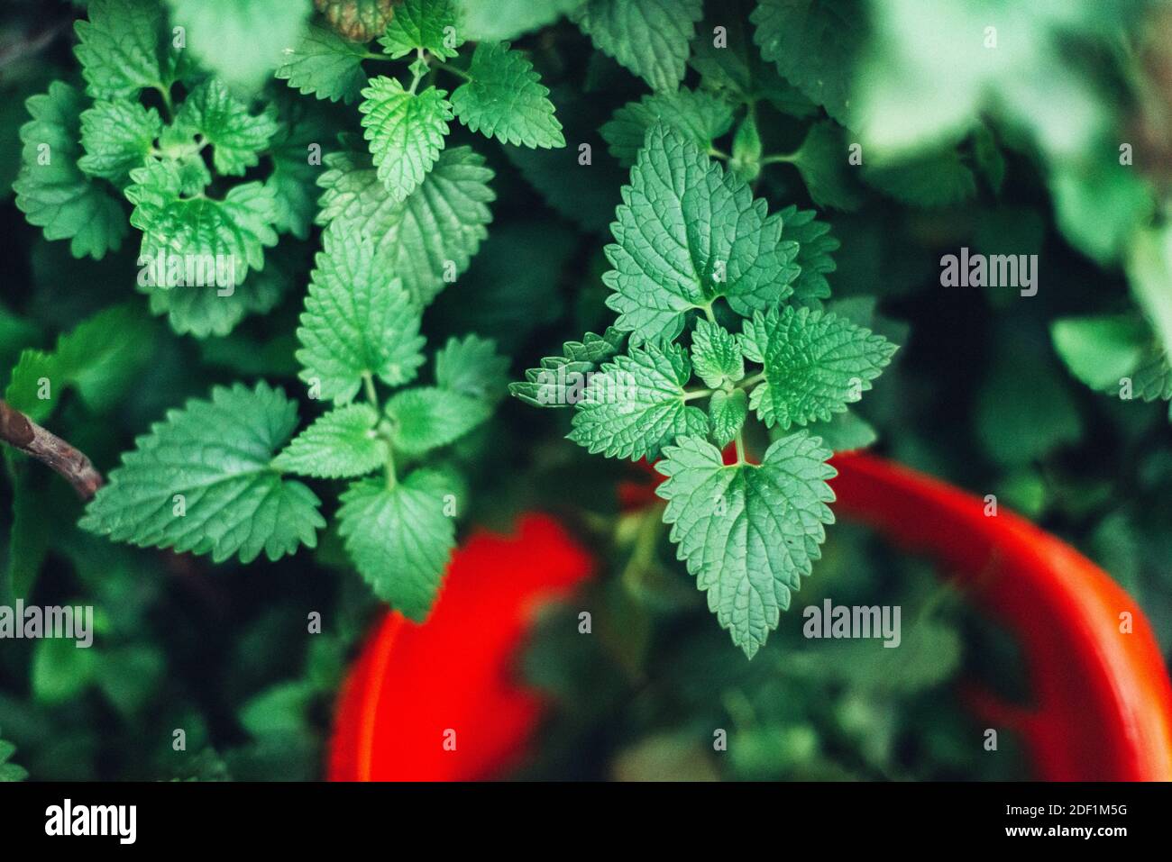 Woman mint herb tea hi-res stock photography and images - Alamy