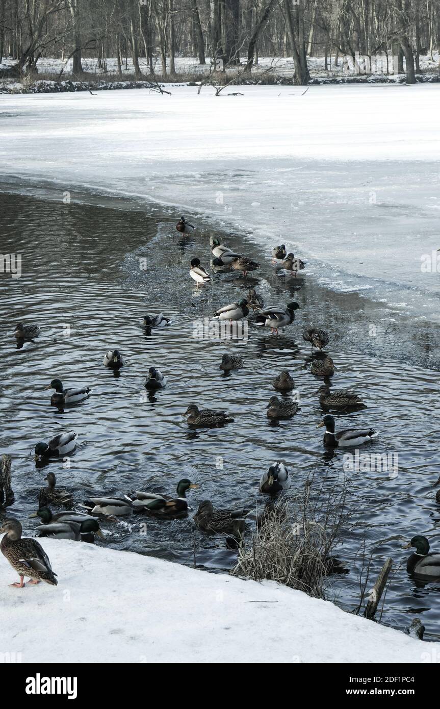 Beautiful shot ducks swans hi-res stock photography and images - Alamy