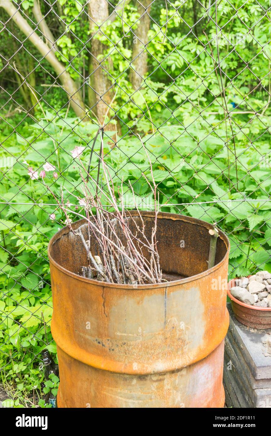 Several dry plants in a large circular container behind the trees of ...
