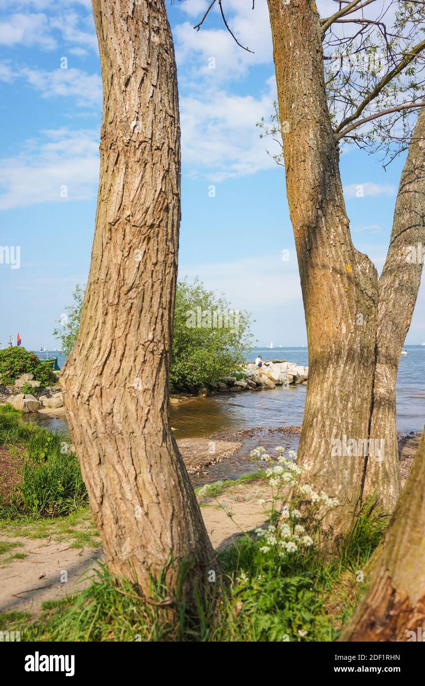 A vertical shot of three trees next to each other on the beach Stock ...