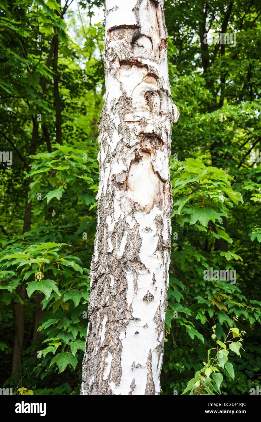 A vertical shot of a tree stem during daytime Stock Photo - Alamy