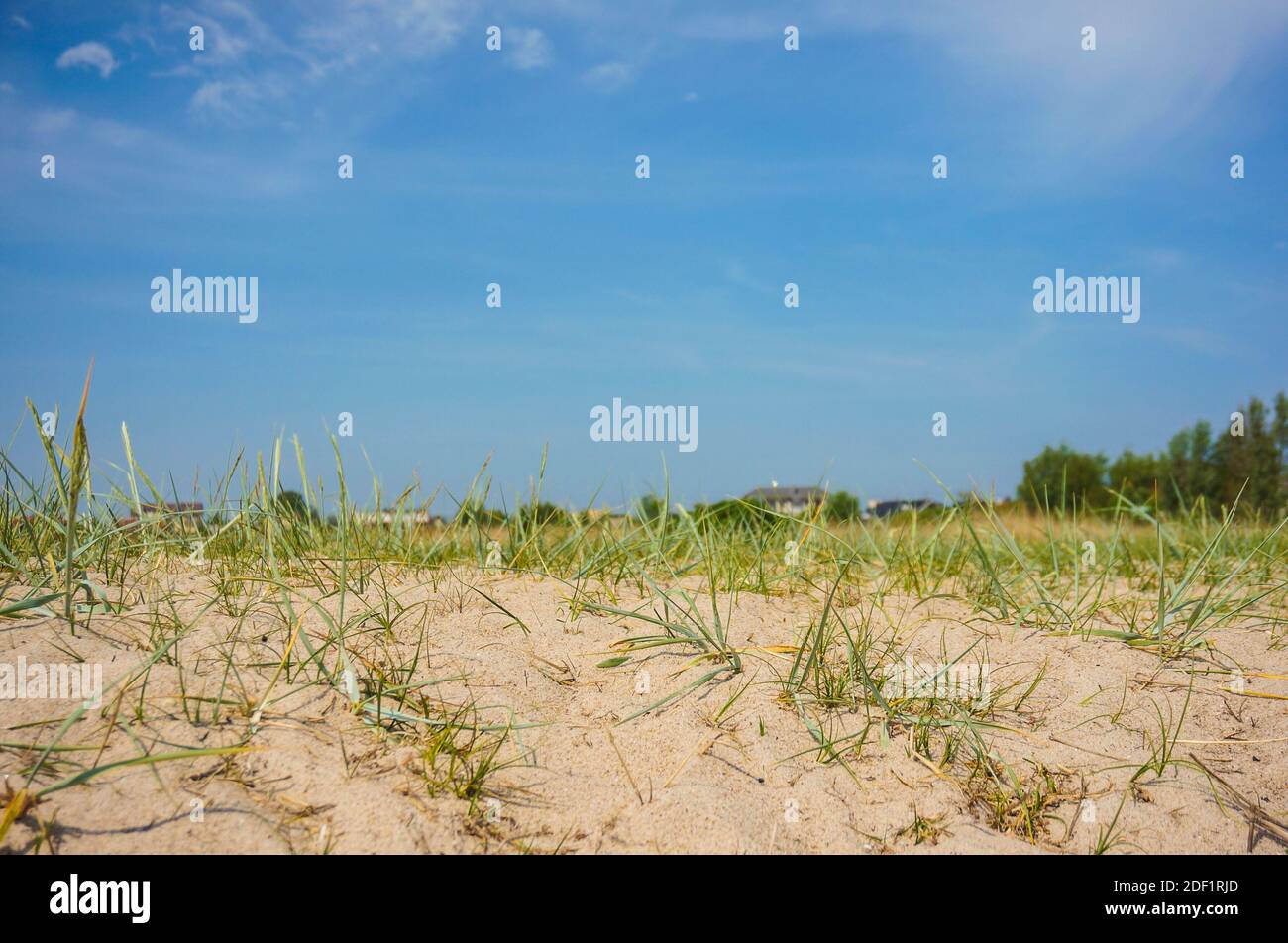 Some patches of grass growing on sand Stock Photo - Alamy