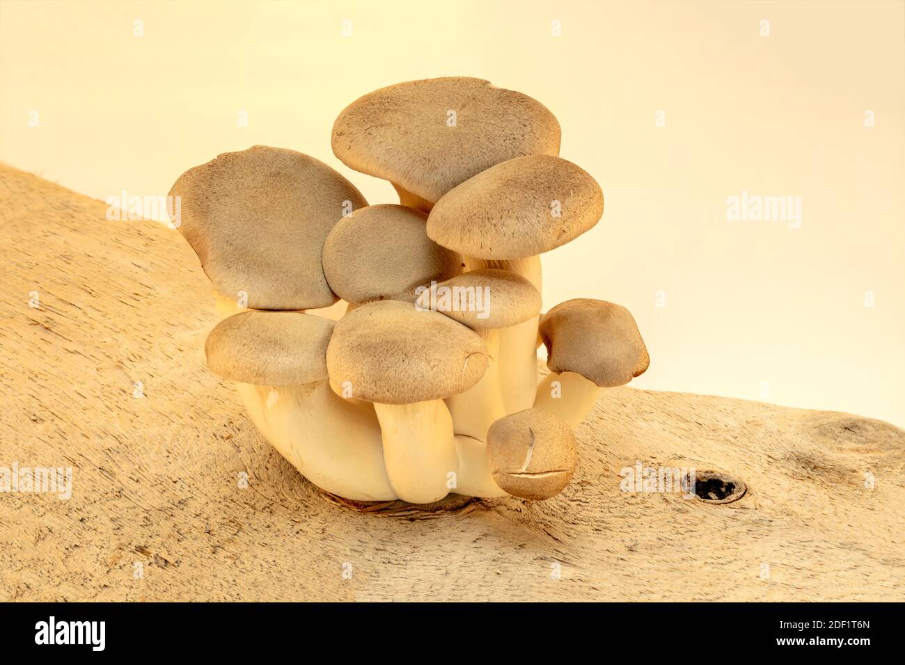 King Oyster mushrooms (Pleurotus eryngii), by James D Coppinger ...