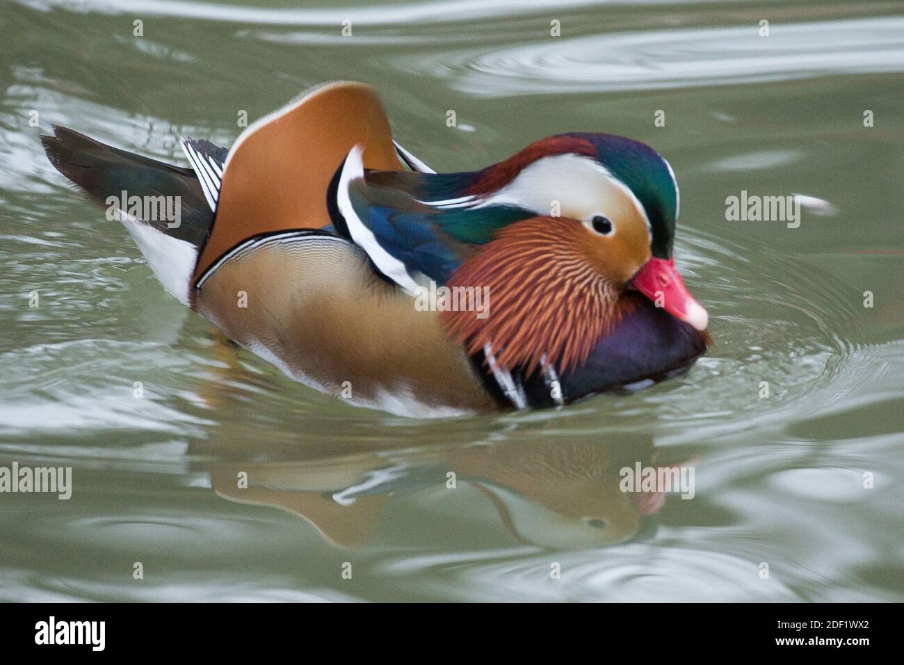Duck river - Canard exotique at the Zooparc Of Beauval in Saint-Aignan ...