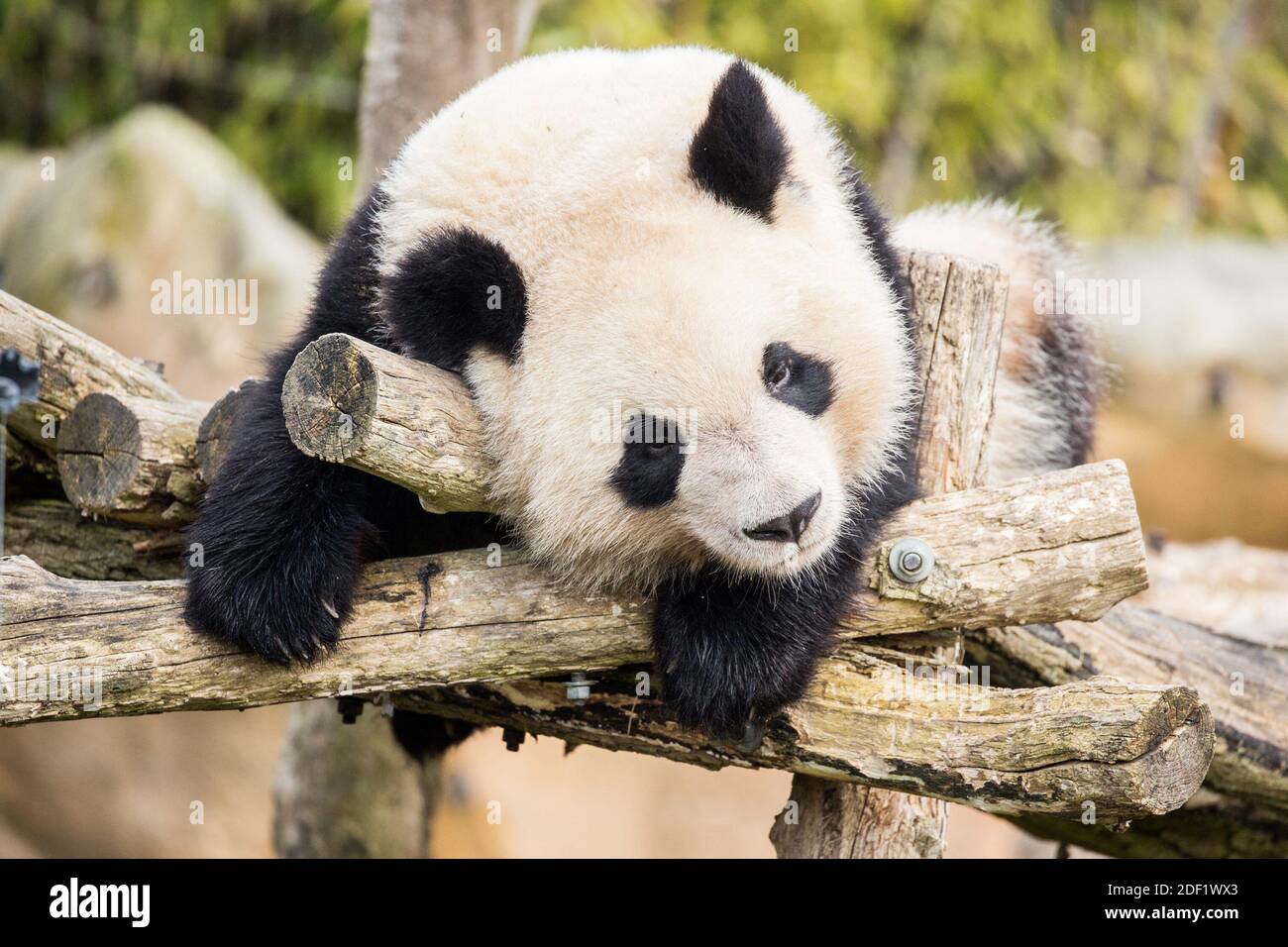 Giant Panda - Pandas geants at the Zooparc Of Beauval in Saint-Aignan ...