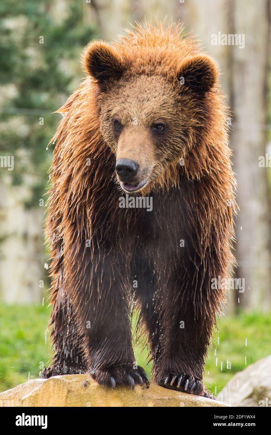 Brown Bear - Ours brun at the Zooparc Of Beauval in Saint-Aignan-sur ...