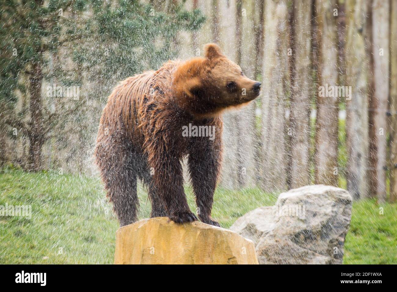 Brown Bear - Ours brun at the Zooparc Of Beauval in Saint-Aignan-sur ...