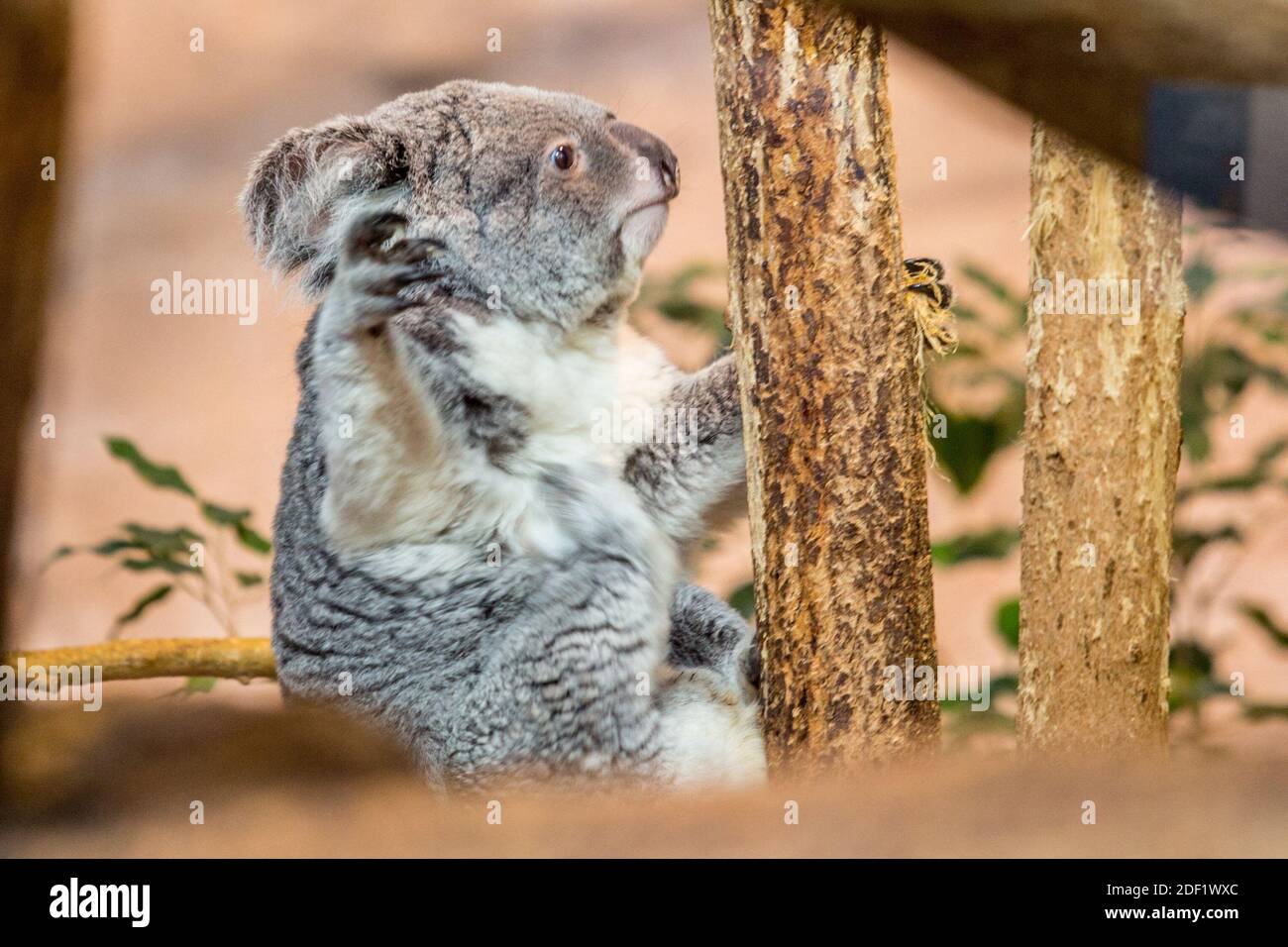 Nasser koala hi-res stock photography and images - Alamy