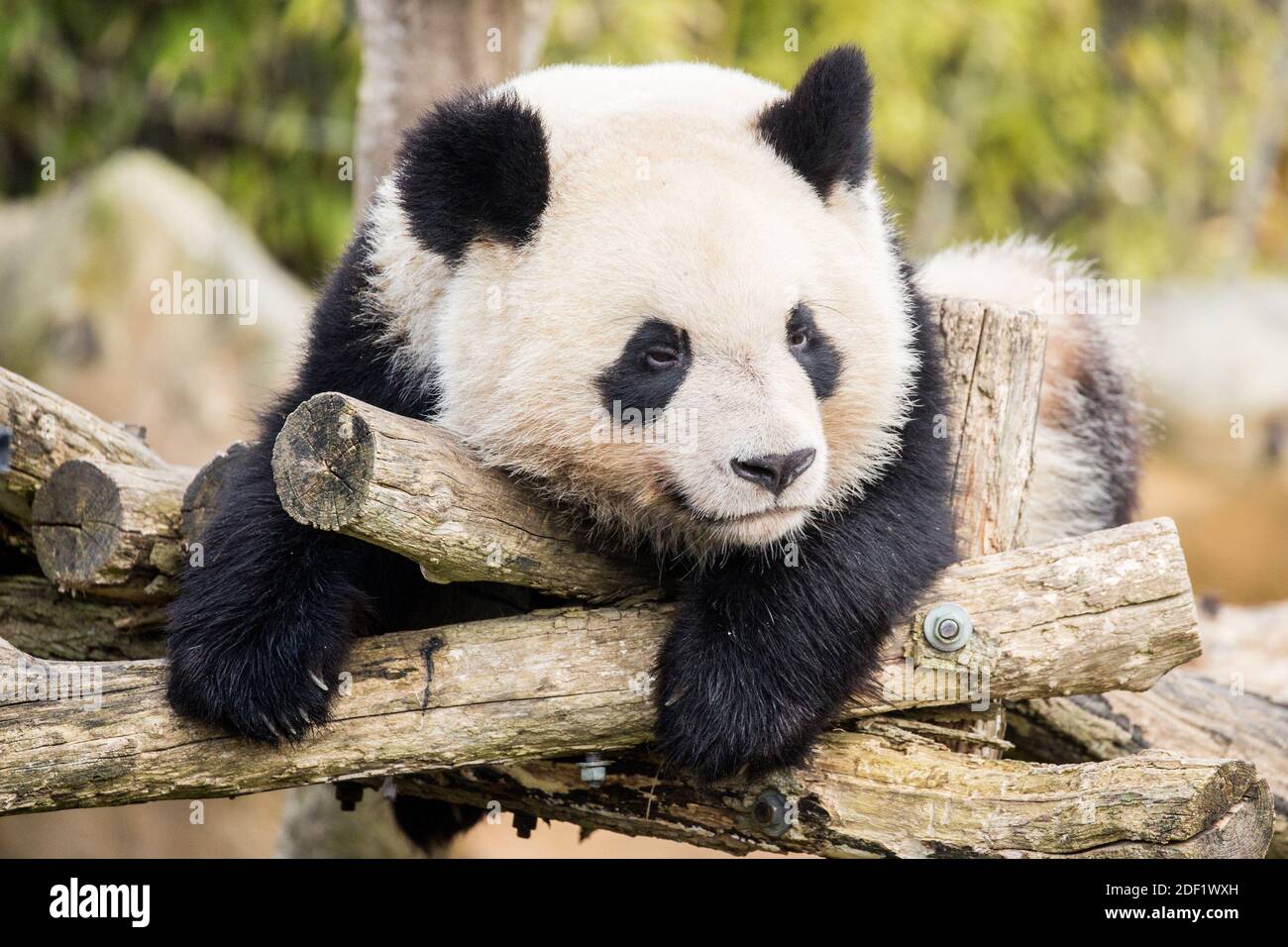 Giant Panda - Pandas geants at the Zooparc Of Beauval in Saint-Aignan ...