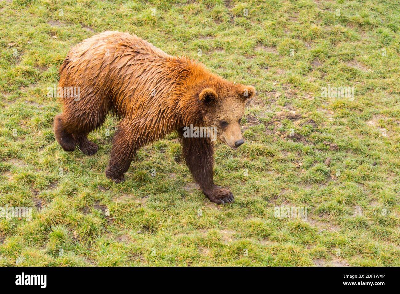 Brown Bear - Ours brun at the Zooparc Of Beauval in Saint-Aignan-sur ...