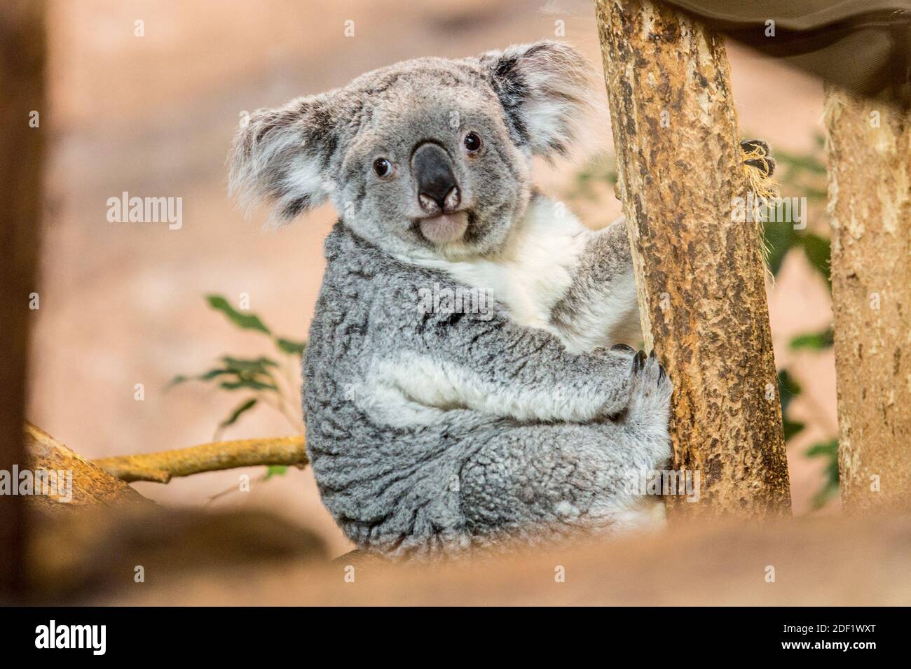 Nasser koala hi-res stock photography and images - Alamy