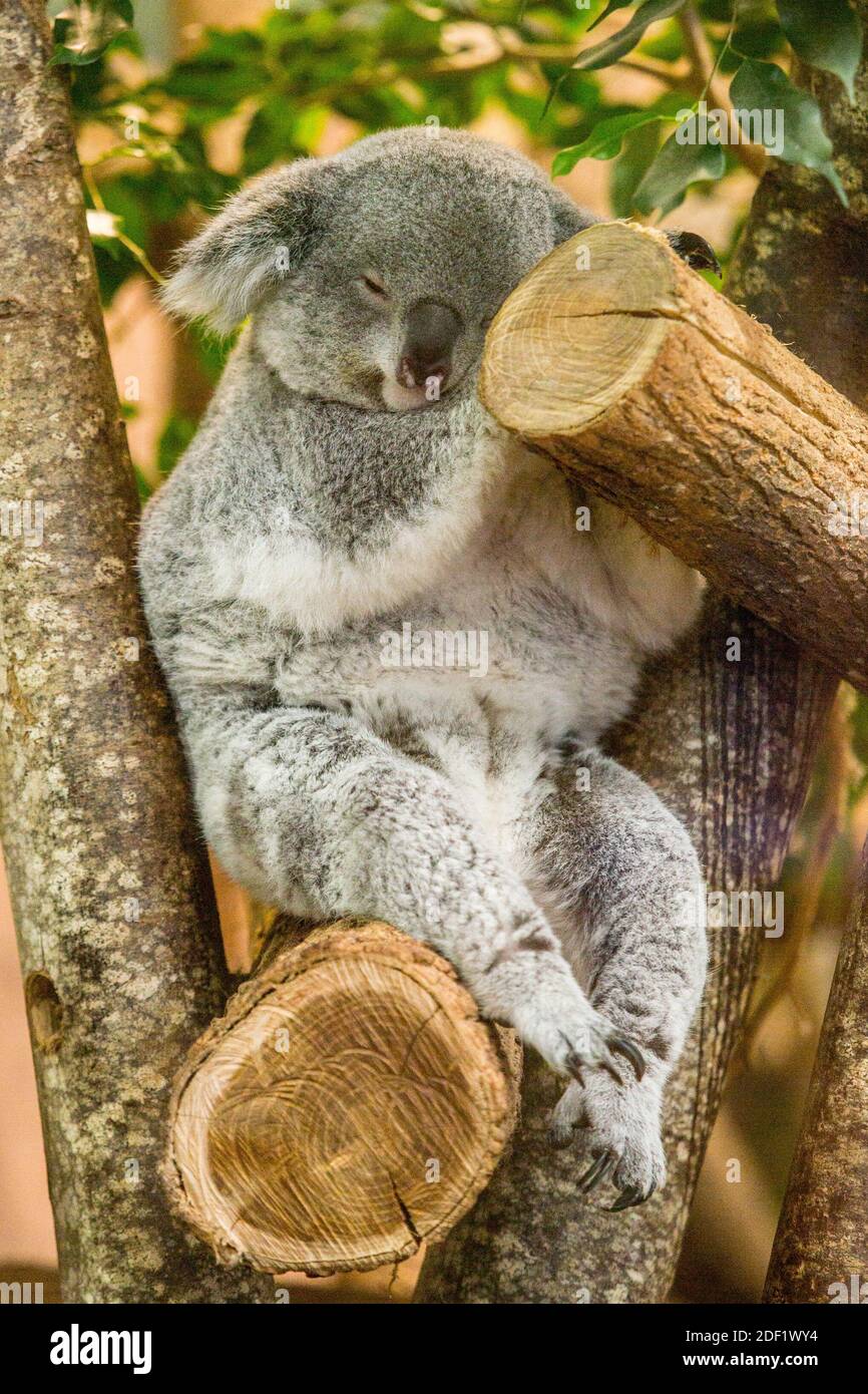 Nasser koala hi-res stock photography and images - Alamy