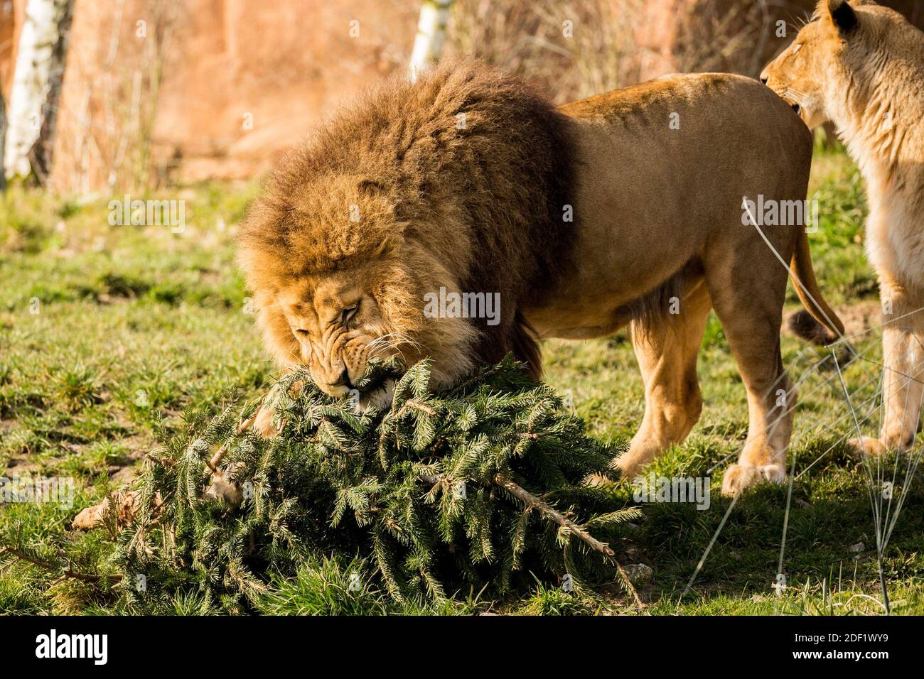 Southeast African Lion - Lion d'Afrique du Sud at the Zooparc Of ...