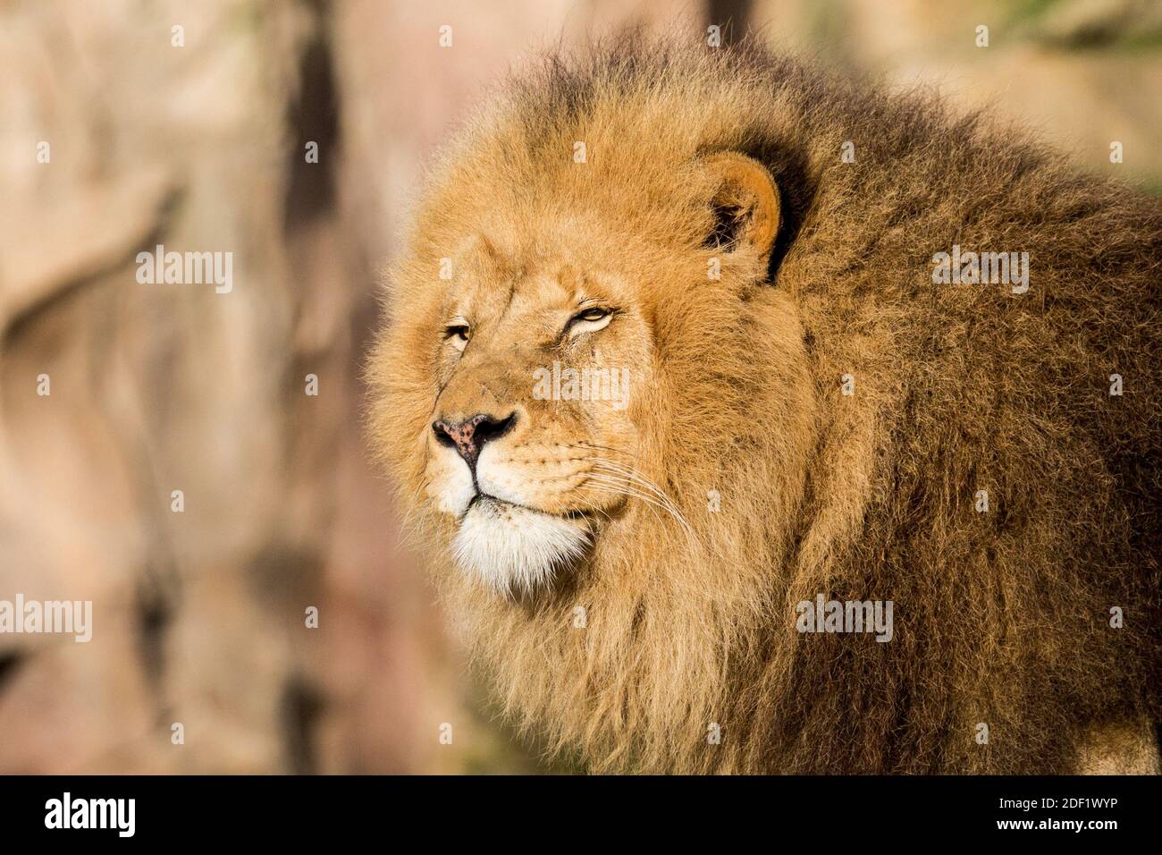 Southeast African Lion - Lion d'Afrique du Sud at the Zooparc Of ...