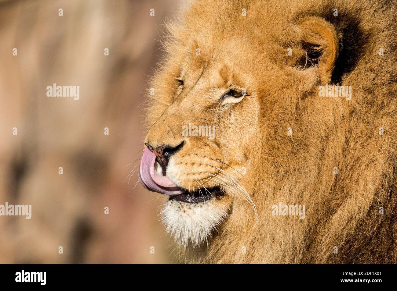 Lion dafrique hi-res stock photography and images - Alamy