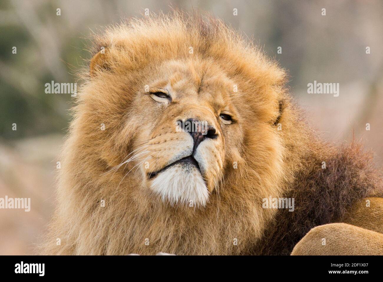 Southeast African Lion - Lion d'Afrique du Sud at the Zooparc Of ...
