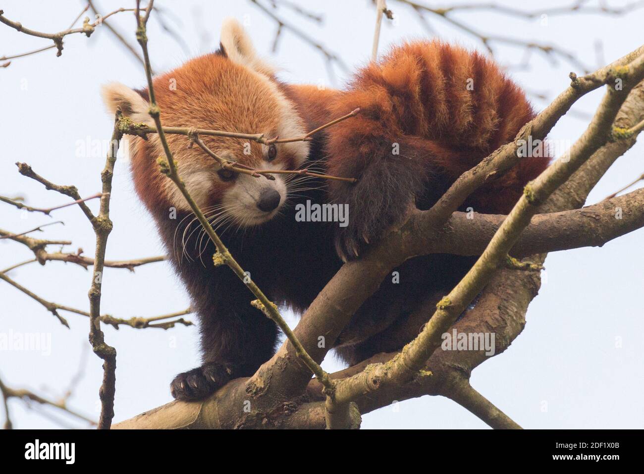Red Panda - Pandas Roux at the Zooparc Of Beauval in Saint-Aignan-sur ...