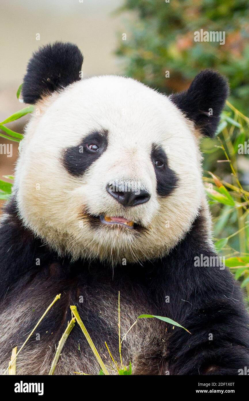 Giant Panda - Pandas geants at the Zooparc Of Beauval in Saint-Aignan ...