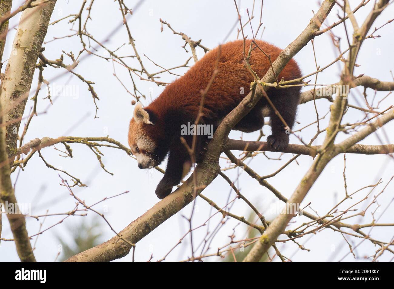 Red Panda - Pandas Roux at the Zooparc Of Beauval in Saint-Aignan-sur ...
