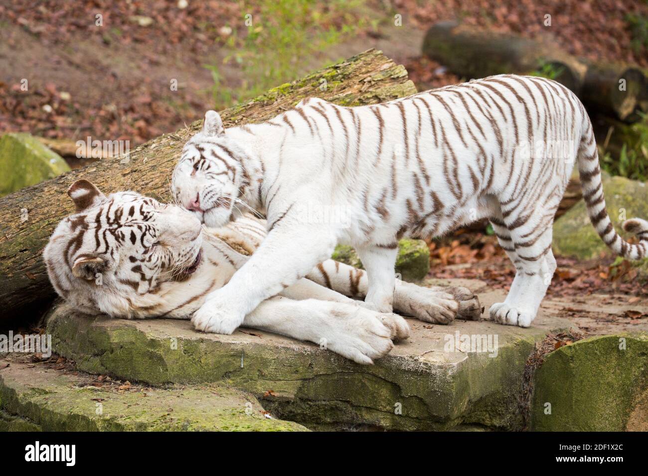 White Tiger - Tigres Blancs at the Zooparc Of Beauval in Saint-Aignan ...